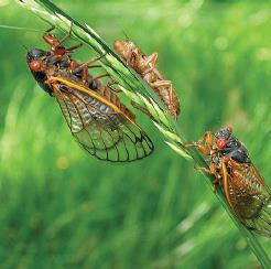 Periodical Cicadas - Shalom Adventure Magazine