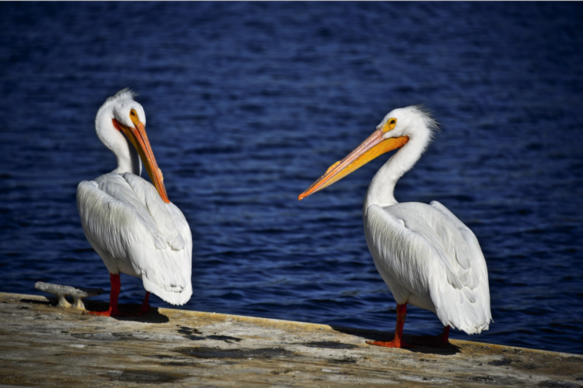 Pelicans - Shalom Adventure Magazine