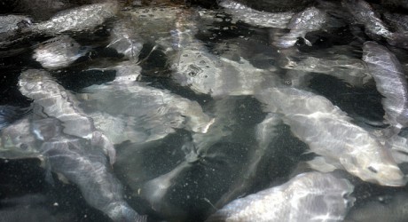 Israeli Technology Behind Europe’s Largest Fish Farm - Shalom Adventure ...