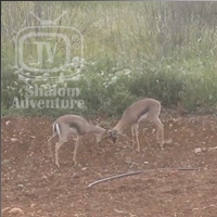Gazelle Valley - Jerusalem's Urban Nature Reserve - Shalom Adventure ...