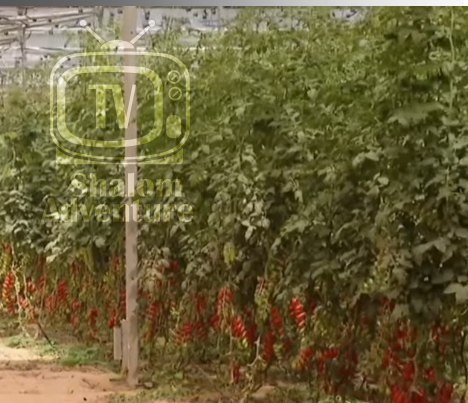 Hi-Tech Agriculture Booming in the Negev - Shalom Adventure Magazine